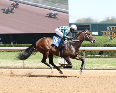 Cogburn - Horse Profile - BloodHorse