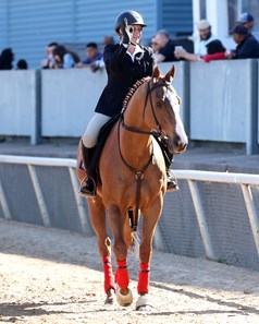 Whitmore - Horse Profile - BloodHorse