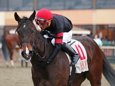 Hollywood Jet - Horse Profile - BloodHorse