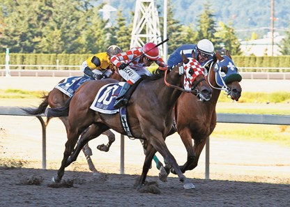 Taylor Said - Horse Profile - BloodHorse
