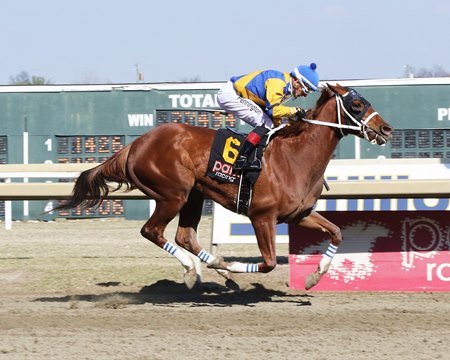 Tu Brutus Sires First Winner at Parx - TrueNicks.com