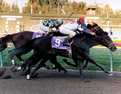 Prominent Sire Cryptoclearance Dies at Age 25 - BloodHorse