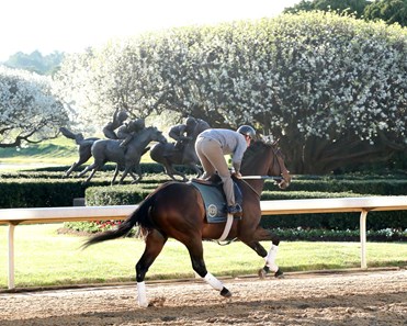 We the People - Horse Profile - laacib