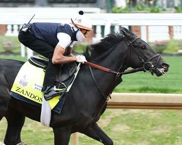 Zandon - Horse Profile - BloodHorse