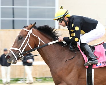 Kitodan - Horse Profile - BloodHorse