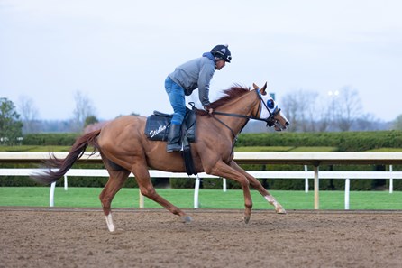 Mystic Guide - Horse Profile - BloodHorse