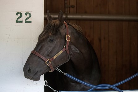 Zandon - Horse Profile - BloodHorse