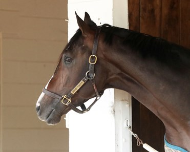 Grand Sonata - Horse Profile - BloodHorse