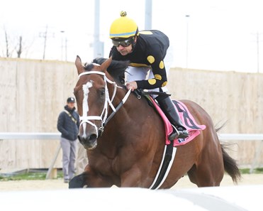 Kitodan - Horse Profile - BloodHorse