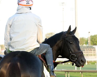 Zandon - Horse Profile - BloodHorse