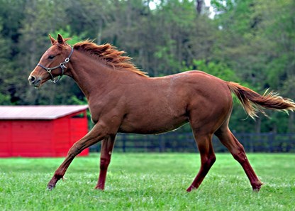 Gun Runner - Horse Profile - BloodHorse