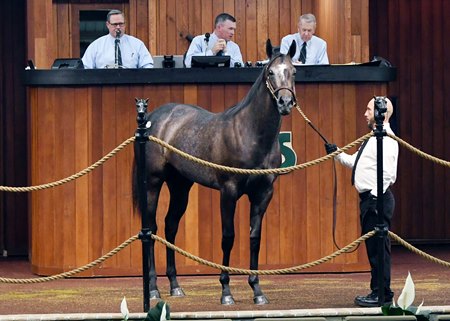 $575K Cairo Prince Filly a Pinhook Score for Hal Hatch - BloodHorse