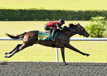 $485K Gun Runner Colt Bound for California - BloodHorse