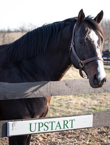 Upstart - Horse Profile - BloodHorse
