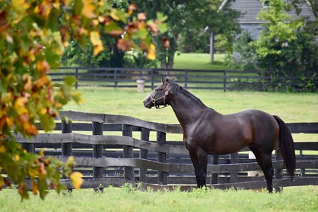 Upstart - Horse Profile - BloodHorse