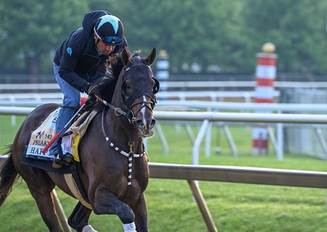 Happy Jack, Fenwick Take First Spins Around Pimlico - BloodHorse