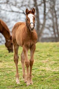Improbable - Horse Profile - BloodHorse