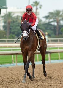Bally's Charm - Horse Profile - BloodHorse