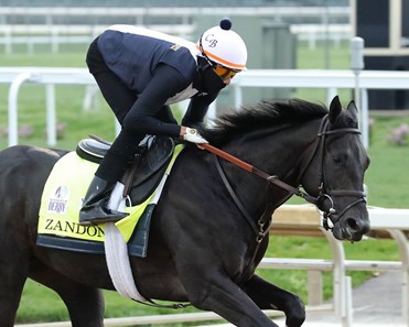 Zandon - Horse Profile - BloodHorse