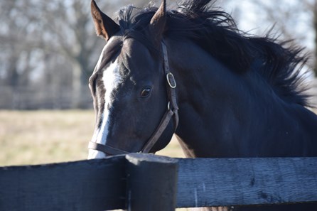 Upstart - Horse Profile - BloodHorse