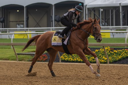 Missy Greer - Horse Profile - BloodHorse