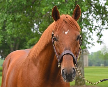 Gun Runner - Horse Profile - BloodHorse