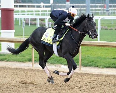 Zandon - Horse Profile - BloodHorse