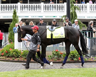 Zandon - Horse Profile - BloodHorse