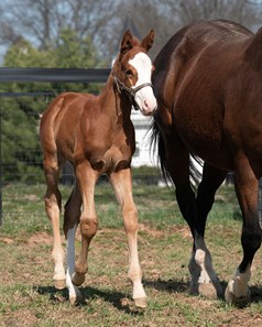 Union Rags - Horse Profile - BloodHorse