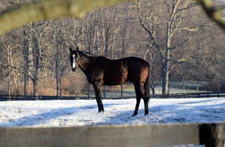 Upstart - Horse Profile - BloodHorse