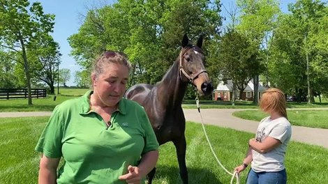 Caudill on Gold Strike's Arrival at Watershed Equine - Video - - BloodHorse