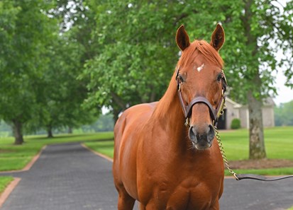 Gun Runner - Horse Profile - BloodHorse
