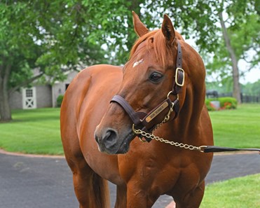 Gun Runner - Horse Profile - BloodHorse