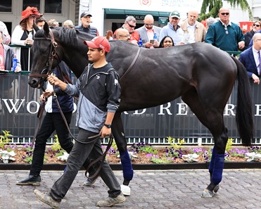 Zandon - Horse Profile - BloodHorse