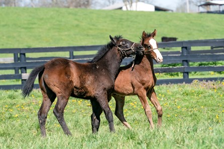 Improbable - Horse Profile - BloodHorse