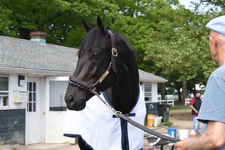Zandon - Horse Profile - BloodHorse