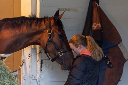 Ain't Easy - Horse Profile - BloodHorse