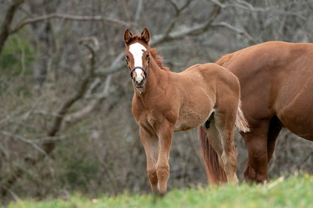 Improbable - Horse Profile - BloodHorse