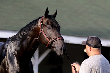 Zandon - Horse Profile - BloodHorse