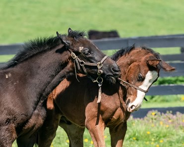 Improbable - Horse Profile - BloodHorse