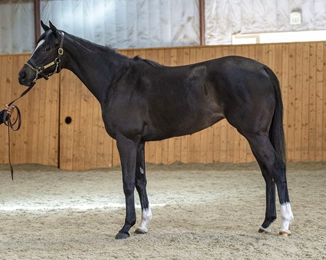 Phase One of the Glen Todd Disp. on F-T Digital Closes - BloodHorse