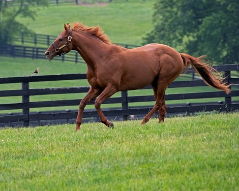 Gun Runner Tops Stallion Roster at Three Chimneys - BloodHorse