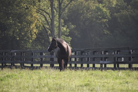 Upstart - Horse Profile - BloodHorse