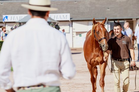 Arqana August Sale: A Remarkable Vintage - BloodHorse