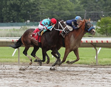 Our Man Luke - Horse Profile - BloodHorse