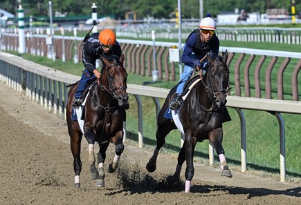 Early Voting - Horse Profile - BloodHorse