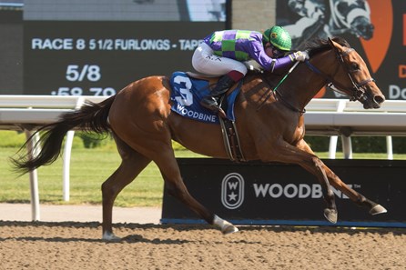 Collecting Flatter - Horse Profile - BloodHorse