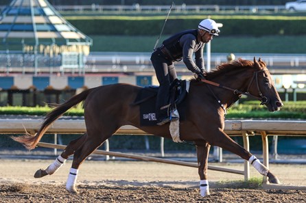 Slow Down Andy - Horse Profile - BloodHorse