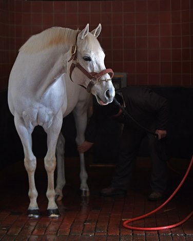 Tapit, McKinzie Lead Gainesway's 2026 Stallion Roster - BloodHorse