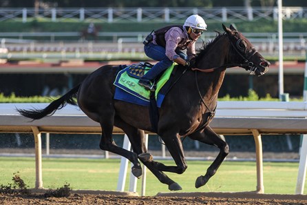 Midnight Memories - Horse Profile - BloodHorse
